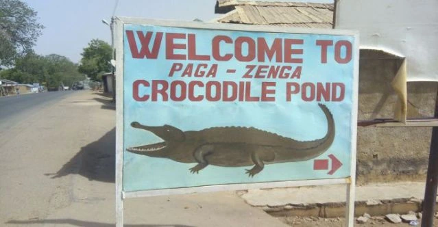Are Paga’s Crocodiles Actually Drugged or Overfed? The Truth Tourism ...